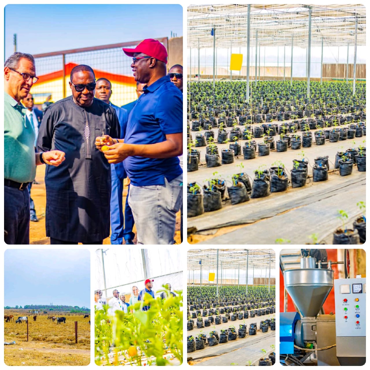Governor Makinde: Transforming Agriculture Through Fasola Agribusiness ...